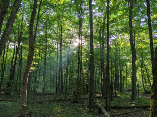 Clark State Forest Is Full Of The Best Hikes In Indiana