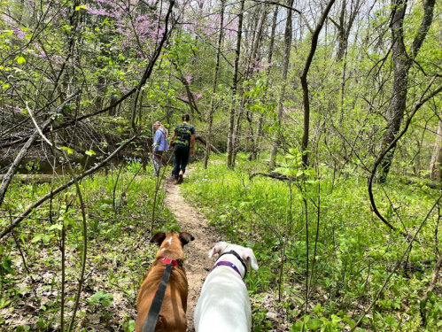 Aman Park Loop Is Beautiful Wildflower Trail In Michigan