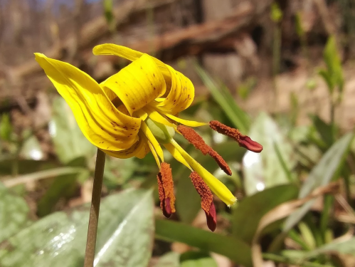 Aman Park Loop Is Beautiful Wildflower Trail In Michigan
