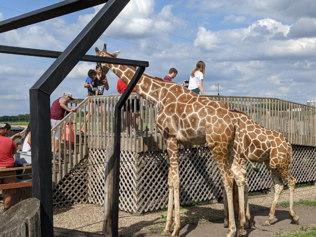 Feed A Giraffe And Other Minnesota Zoo Animals At This Cool Zoo