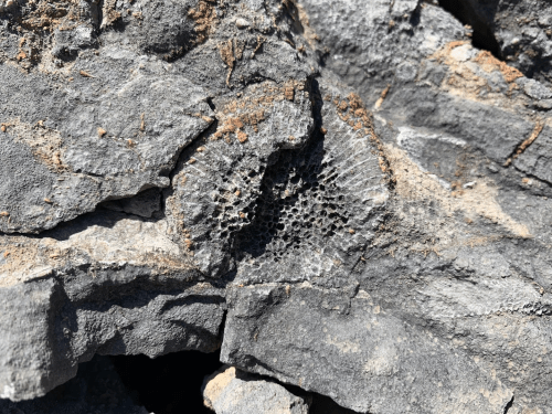 Rockport State Recreation Area Is Amazing Fossil Beach In Michigan