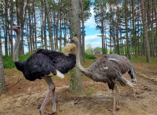 Bama Bucks: A Unique Alabama Restaurant With Wildlife