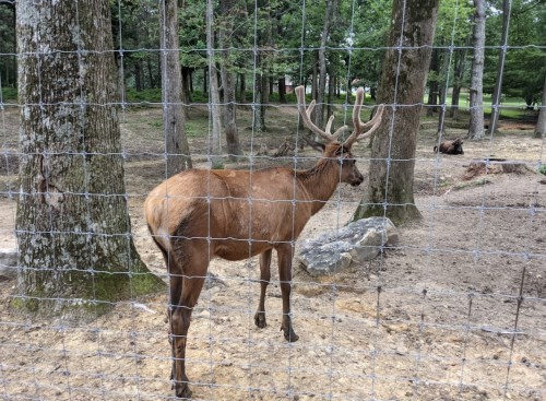 Bama Bucks: A Unique Alabama Restaurant With Wildlife
