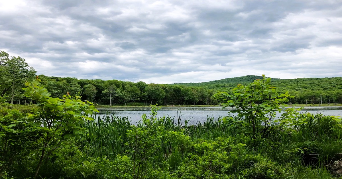 With Wildflowers And A Lake, The Little-Known Abbey Pond Trail In ...