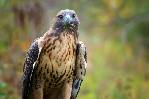 The Raptor Trust In New Jersey Is An Underrated Wild Bird Center