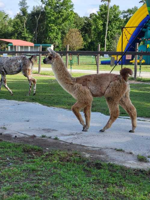 Sweet Valley Is An Awesome Ranch In North Carolina