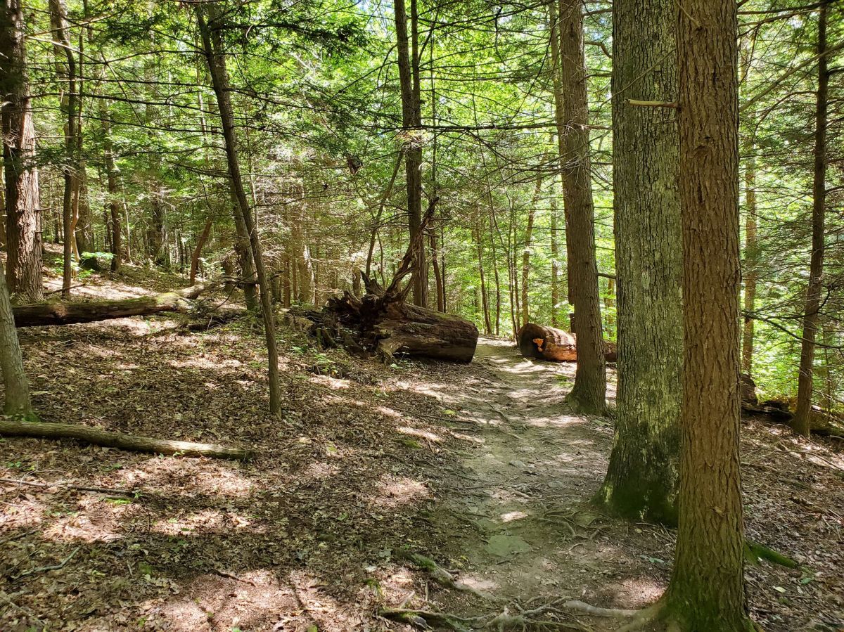 The Devil's Tea Table Is An Unexpected West Virginia Rock Formation