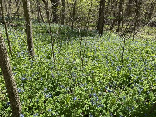 Aman Park Loop Is Beautiful Wildflower Trail In Michigan