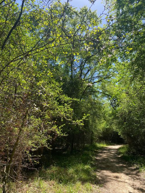 Most Enchanting Hikes In Texas: Spring Creek Nature Trail