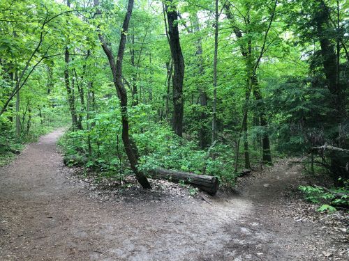 Aman Park Loop Is Beautiful Wildflower Trail In Michigan