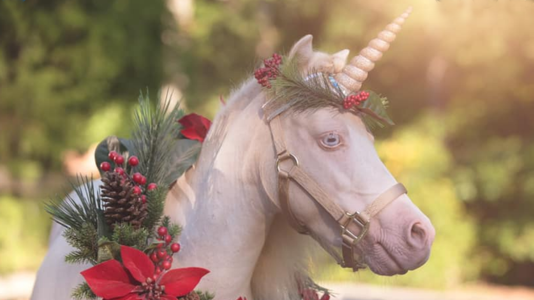 Visit This Unicorn Farm In South Carolina For A Magical Experience