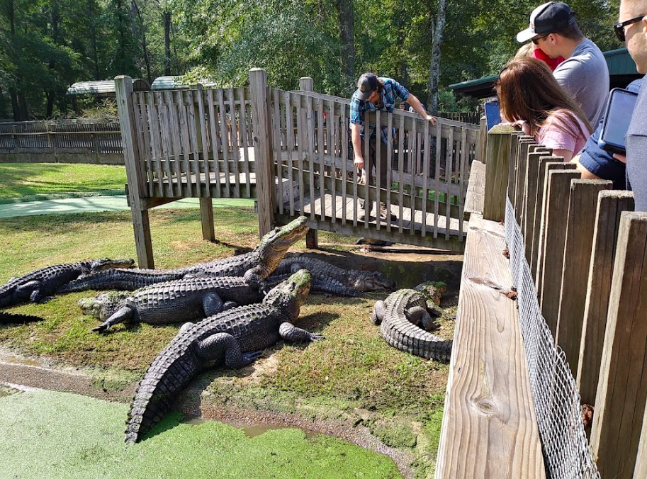 Part Petting Zoo And Part Amusement Park, Gators & Friends Is The ...