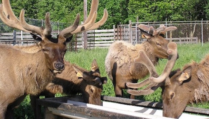 Wildlife Lakes Elk Farm Is One Of The Largest Elk Farms In The U.S.