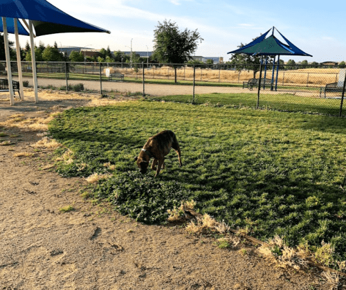 North Natomas Regional Park: Tons Of Fun In Northern California