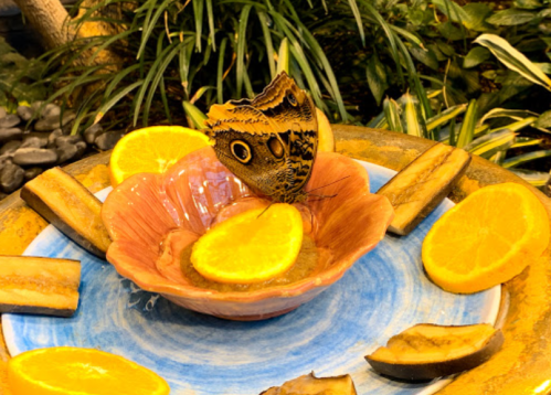 Butterfly House In Connecticut Is A Magical Experience