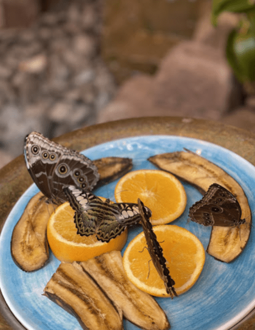 Butterfly House In Connecticut Is A Magical Experience