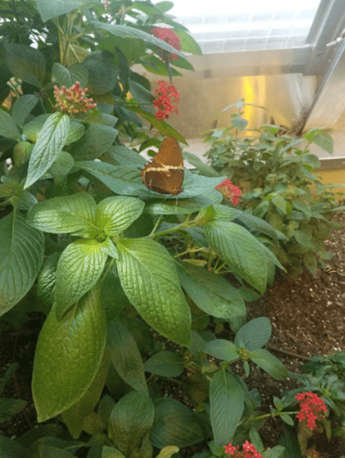 Butterfly House In Connecticut Is A Magical Experience