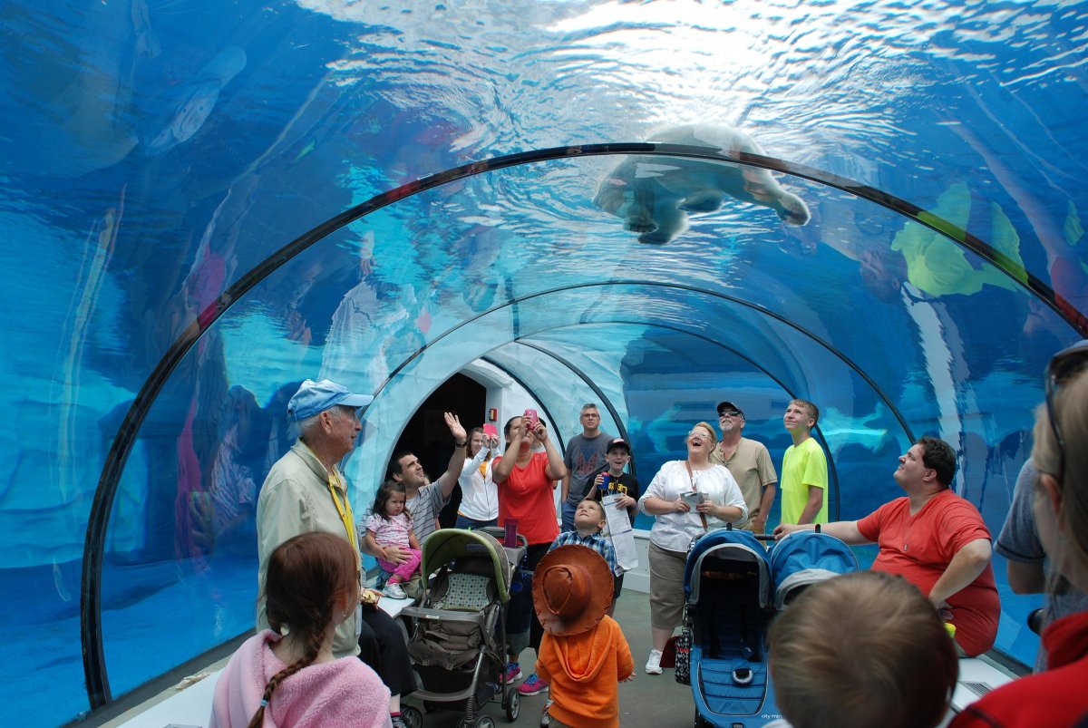 The Detroit Zoo Is Home To Massive Polar Bear Habitat In Michigan