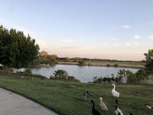 North Natomas Regional Park: Tons Of Fun In Northern California