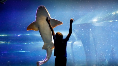 Oklahoma Has The Largest Collection Of Bull Sharks In The World