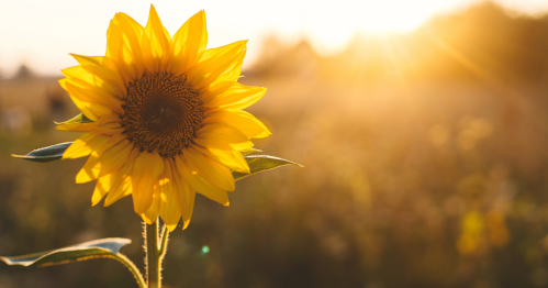 Nature | Only In South Carolina