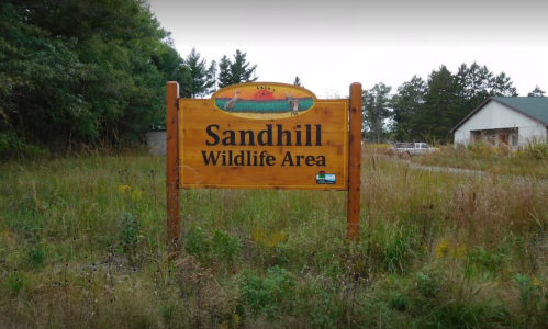The Place In Wisconsin To See A Wild Bison Herd