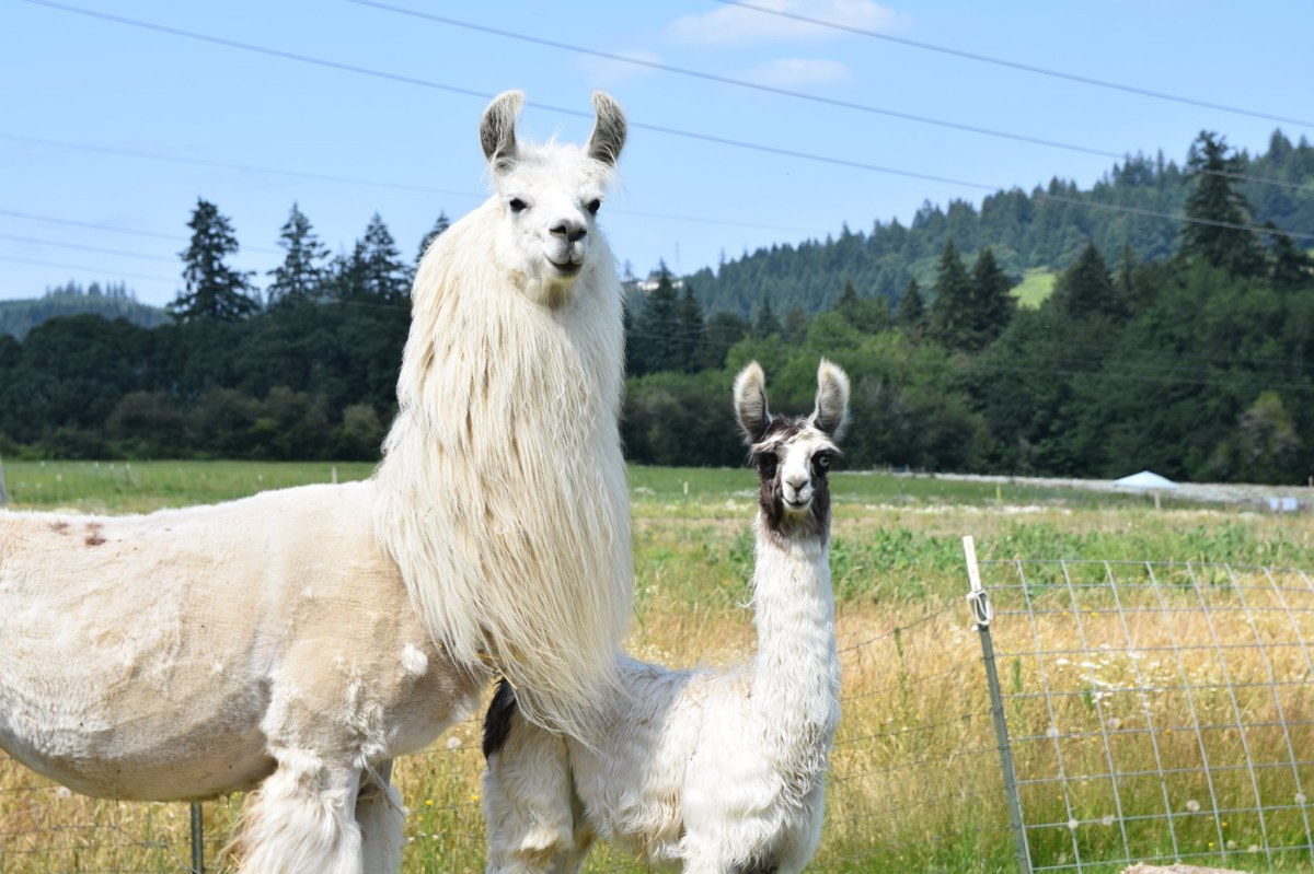 Frog Pond Farm In Oregon Is Home To Camels, Emus, And Llamas