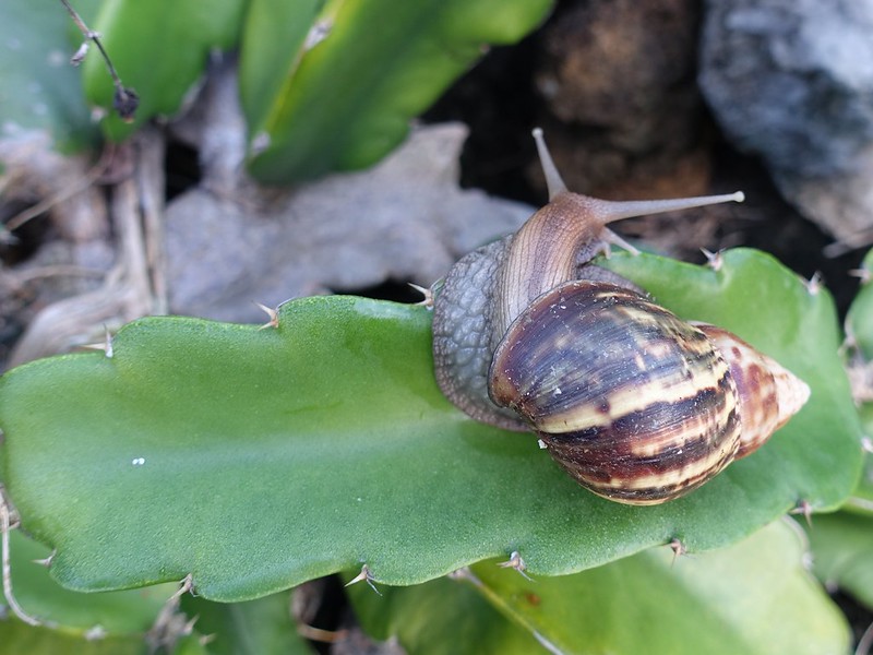 Giant African Snails Have Invaded Florida Again – Here’s Everything You ...