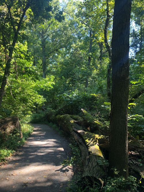 Old Forest State Natural Area Has The Oldest Trees In Tennessee