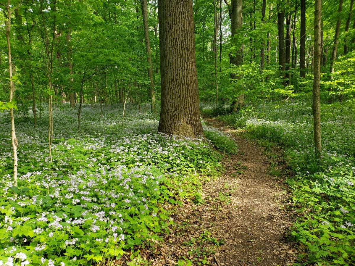 This Hike Through Old-Growth Forest In Indiana Is Perfectly Pretty