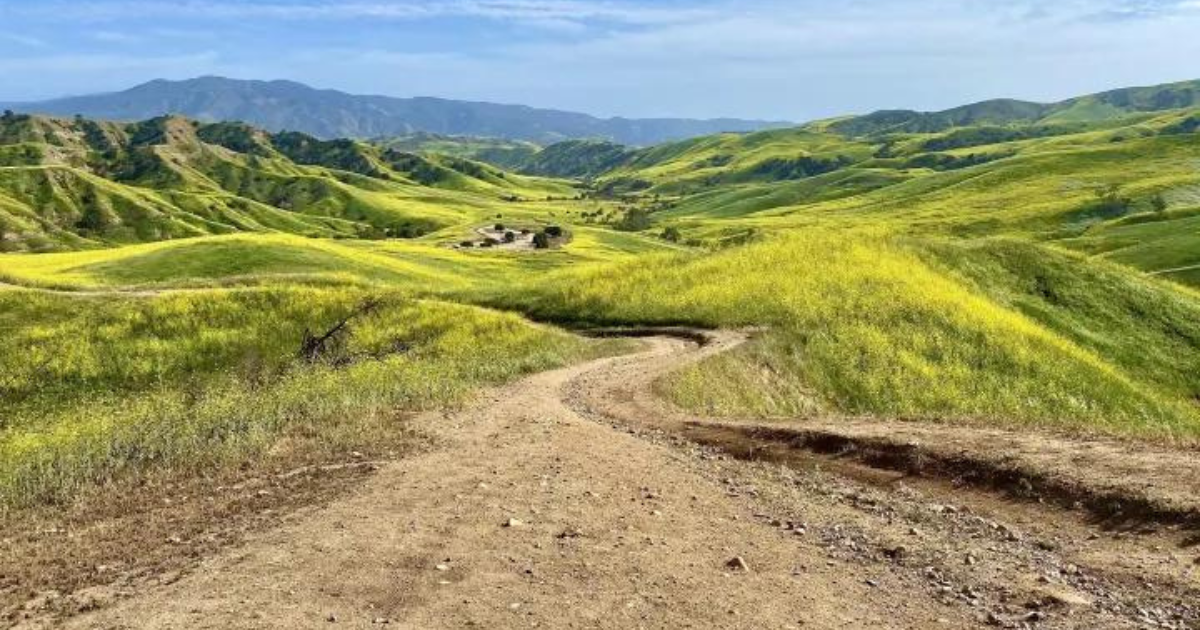 Bane Canyon Loop Trail: A Wildflower Hike In Southern California