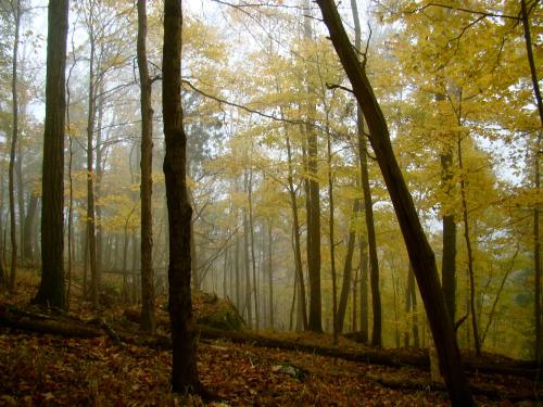 Floracliff Nature Sanctuary Has The Best Fall Foliage In Kentucky