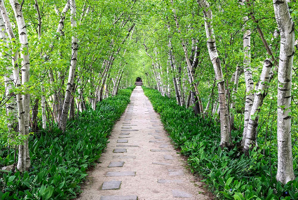 This Little-Known Tunnel Of Trees In Akron, Ohio, Is Magical