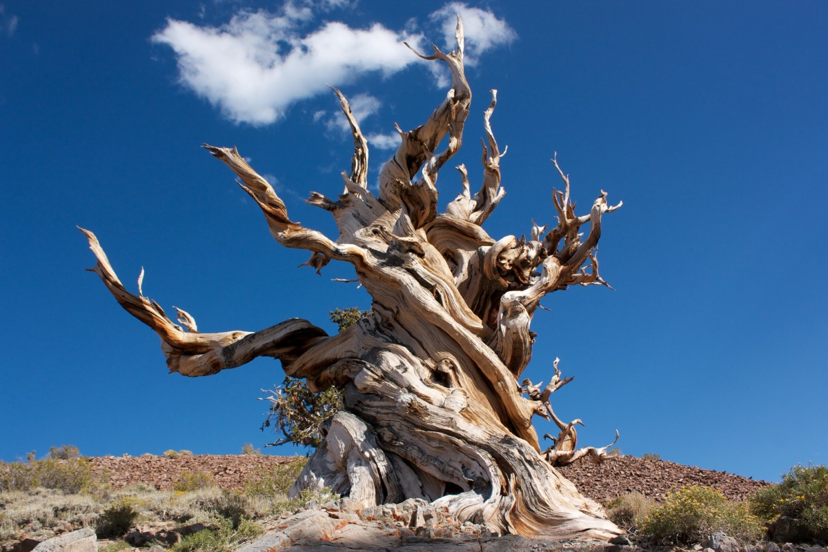 Hike To The Oldest Trees In America At A National Park In Nevada