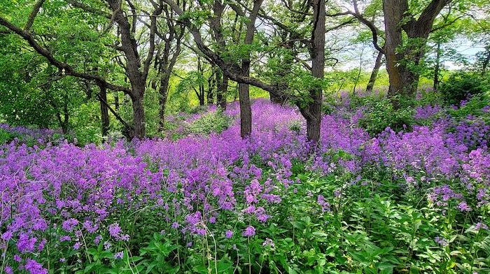 See Elk And Flowers On This Fairy Tale Trail In Iowa