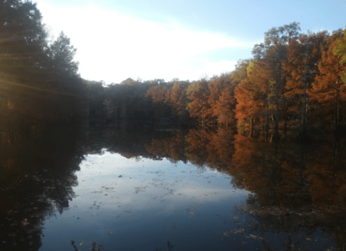 These 5 Parks Have The Best Fall Foliage In Louisiana
