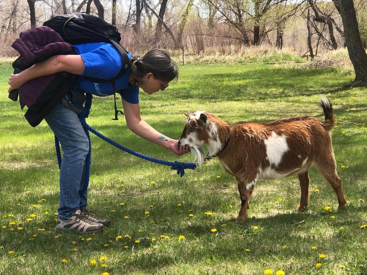 Go Hiking With Goats At Goat Walkabouts In Colorado