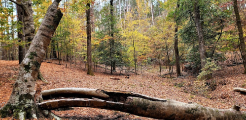 These 5 Parks Have The Best Fall Foliage In Louisiana