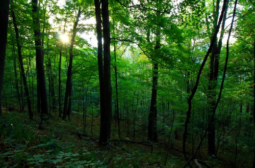 Best Off-Grid Living Spot in Tennessee: Morgan County