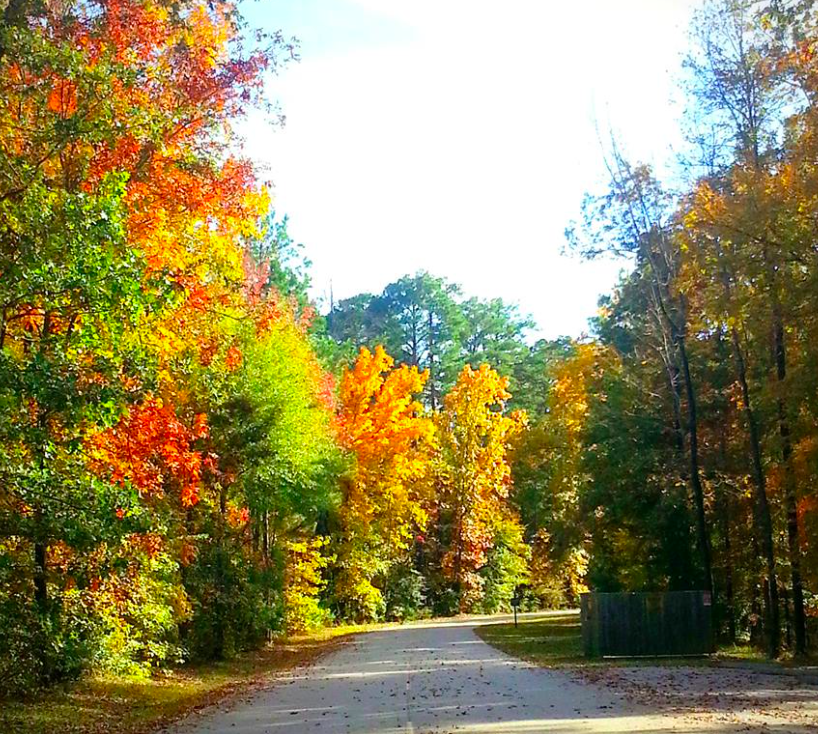 These 5 Parks Have The Best Fall Foliage In Louisiana
