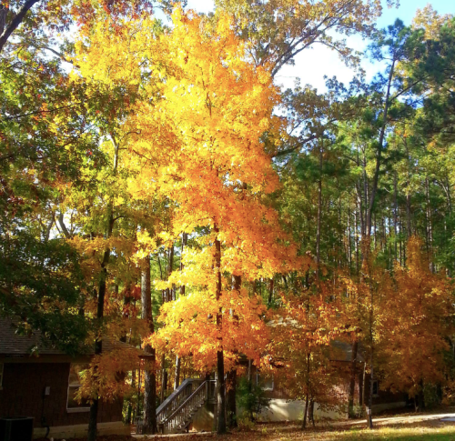 These 5 Parks Have The Best Fall Foliage In Louisiana