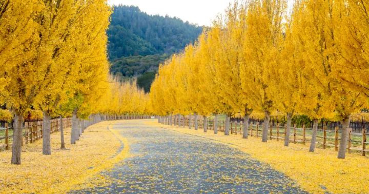 9 Of The Most Beautiful Fall Destinations In Northern California
