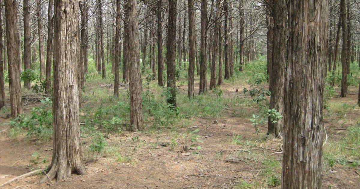 The Haunted Parallel Forest in Oklahoma Is Truly, Deeply Creepy