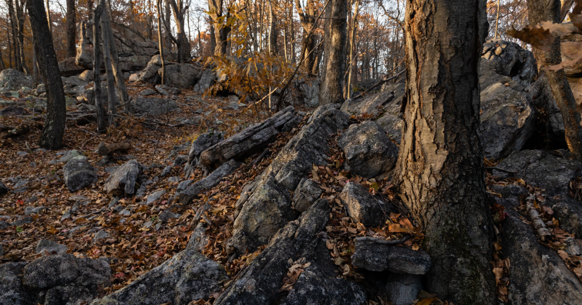 The Story Behind Virginia’s Haunted Forest Will Chill You To The Bone