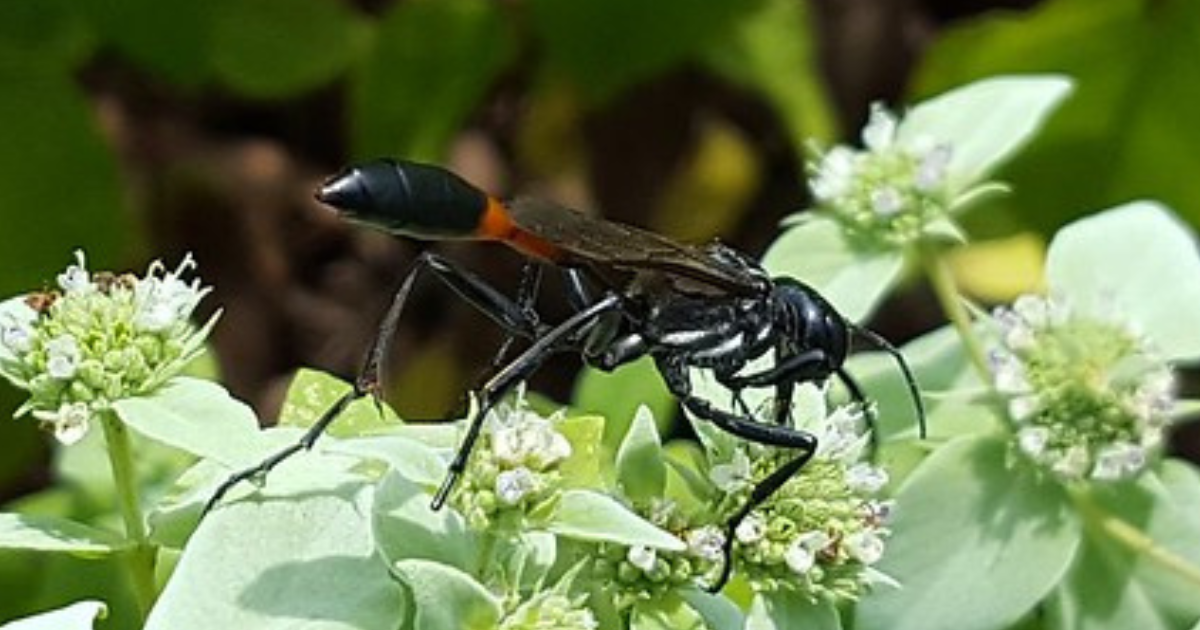 These 10 Bugs Found In Hawaii Will Send Shivers Down Your Spine