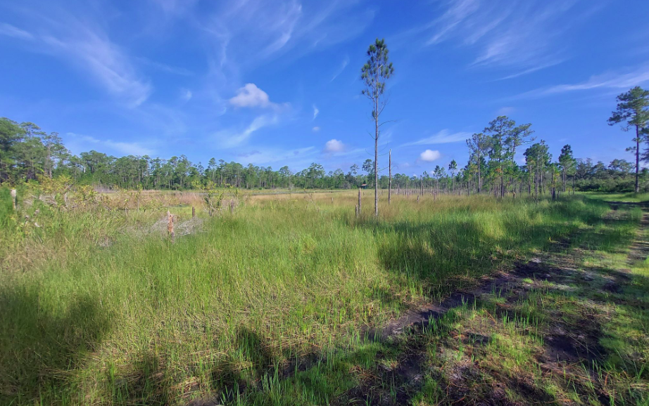 Geneva Wilderness Loop: One Of The Best Hiking Trails In Florida