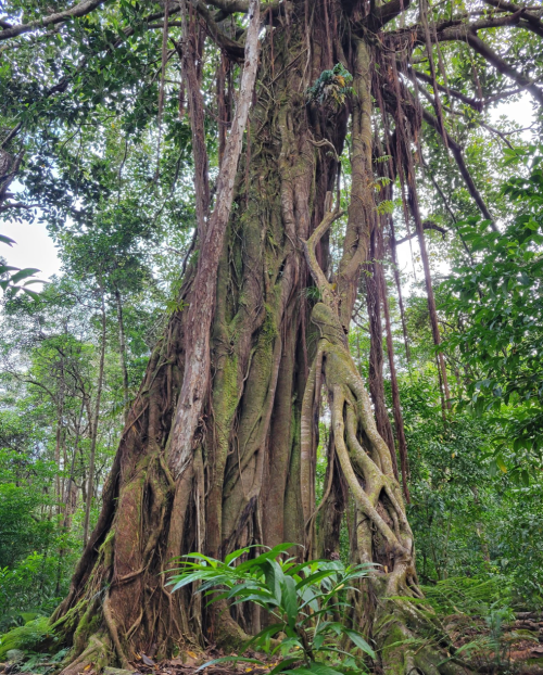 A Fairy Tale Trail In Hawaii Lets You Ogle Magnificent Old-Growth