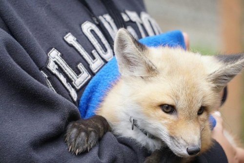 Cuddle Foxes At This Southern Oregon Outdoor Attraction