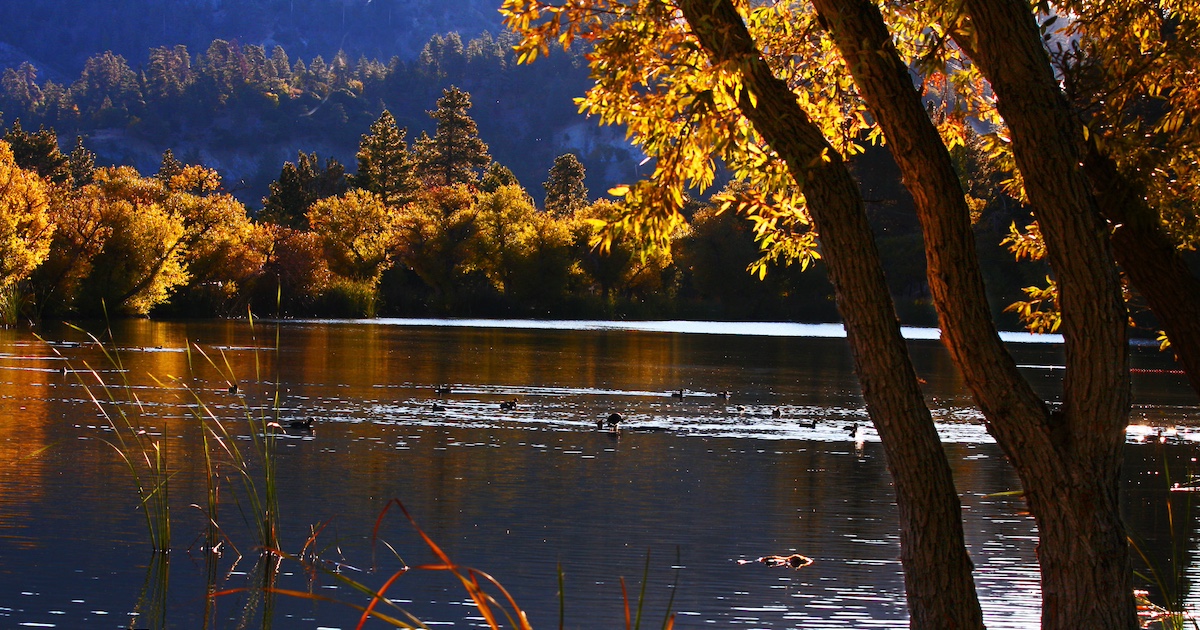 The Best Places To See Fall Foliage In Southern California