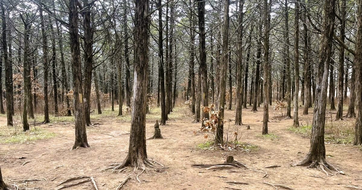 Parallel Forest Oklahoma: Creepy Hike You Can Visit
